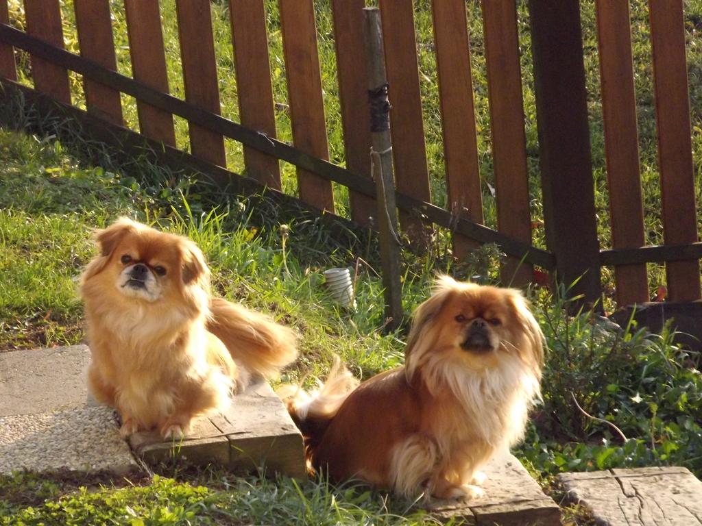 Szerelmem a Tibeti spániel kutya fajta.