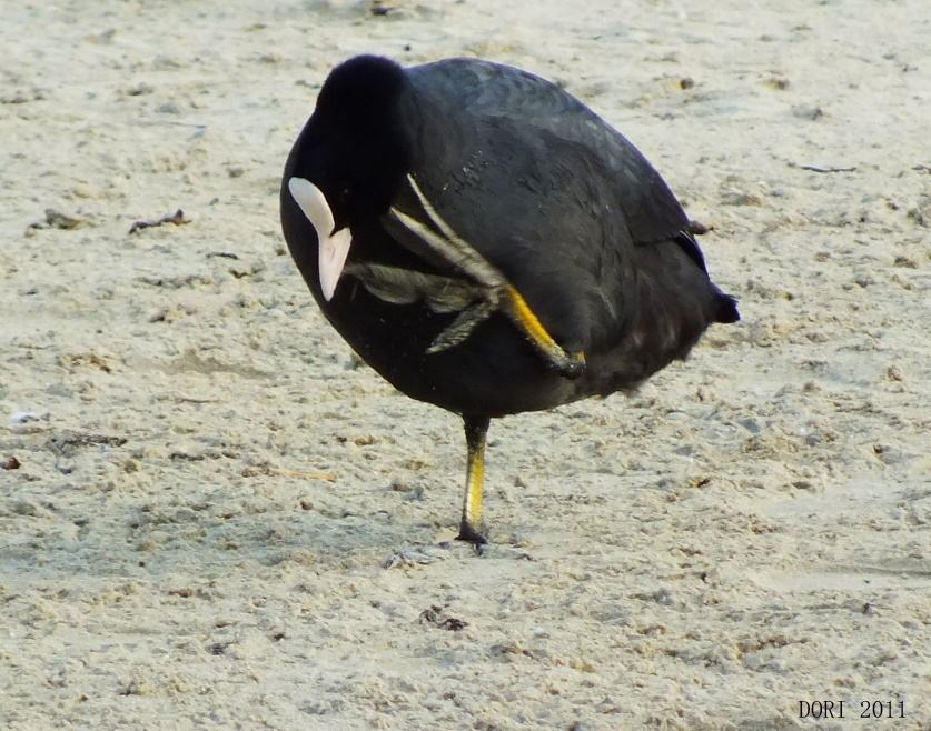 Pasea Menorca: Vida animal en Son Bou