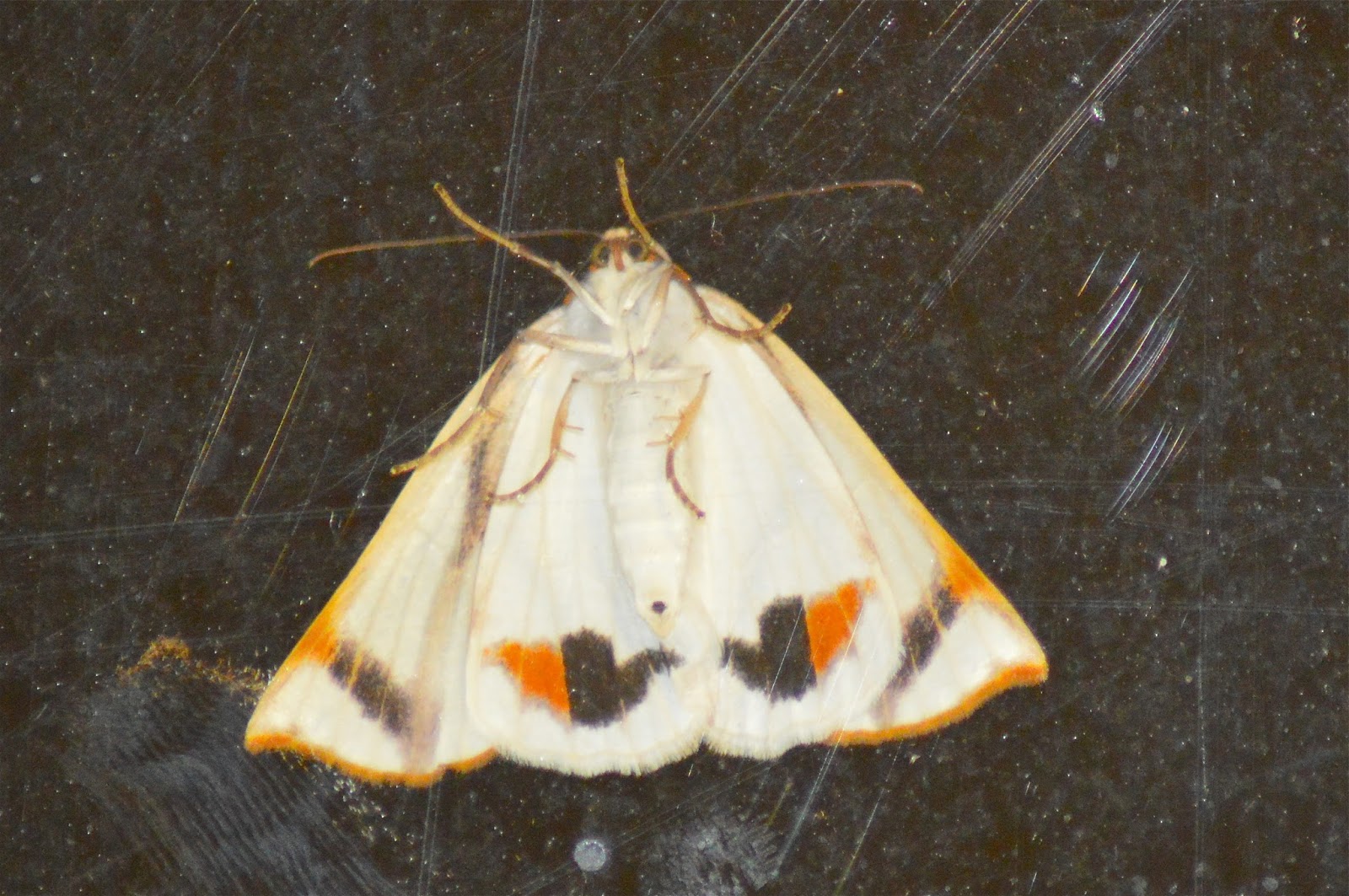 The Insect Diary: Angled Satin Moth: Thalaina angulosa