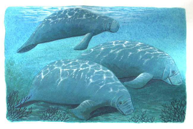 EL HERMOSO Y FABULOSO MANATI: EL HERMOSO Y FABULOSO MANATI