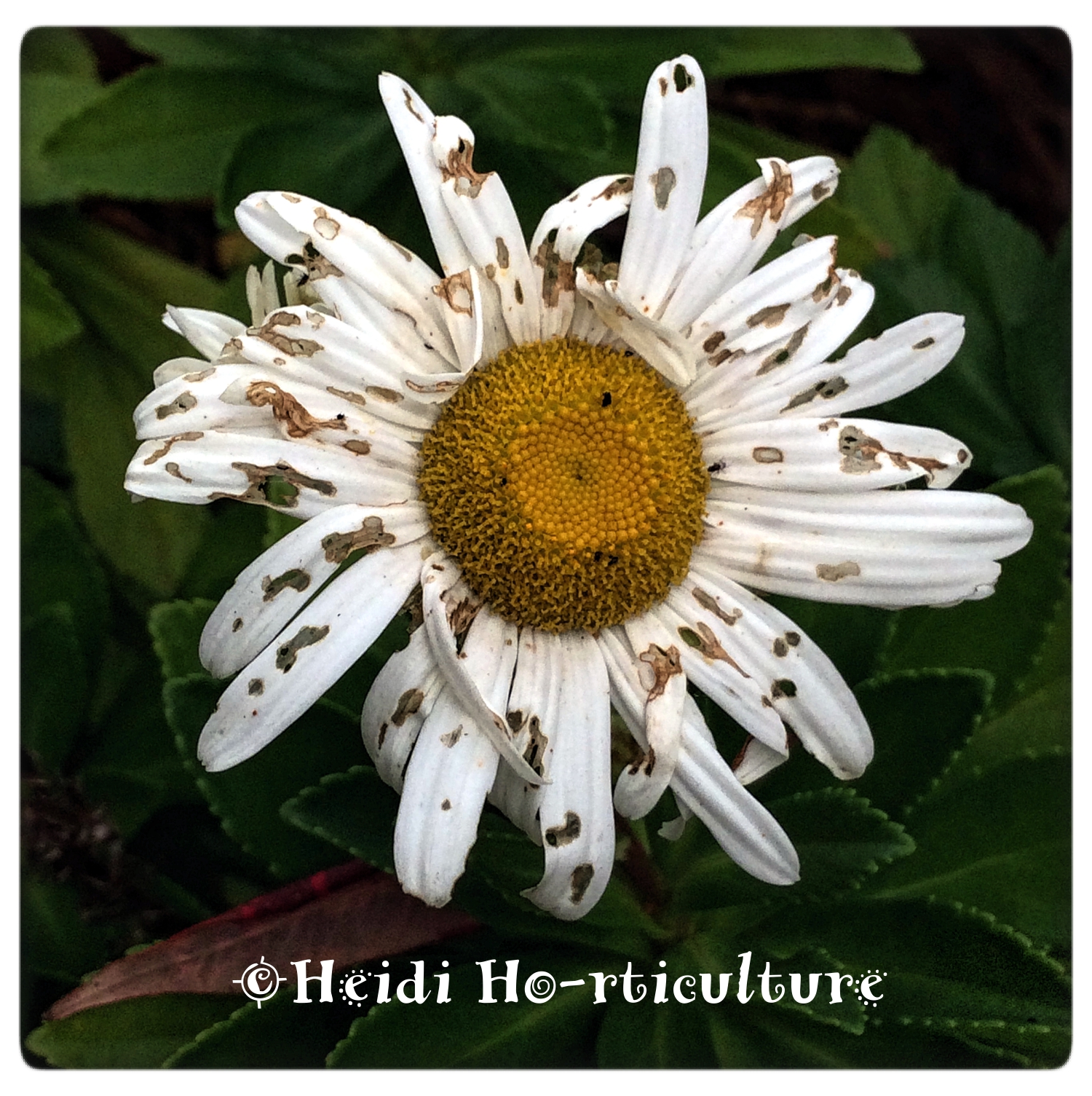 Heidi Horticulture: Nippon Daisy - Spotted Cucumber Beetle