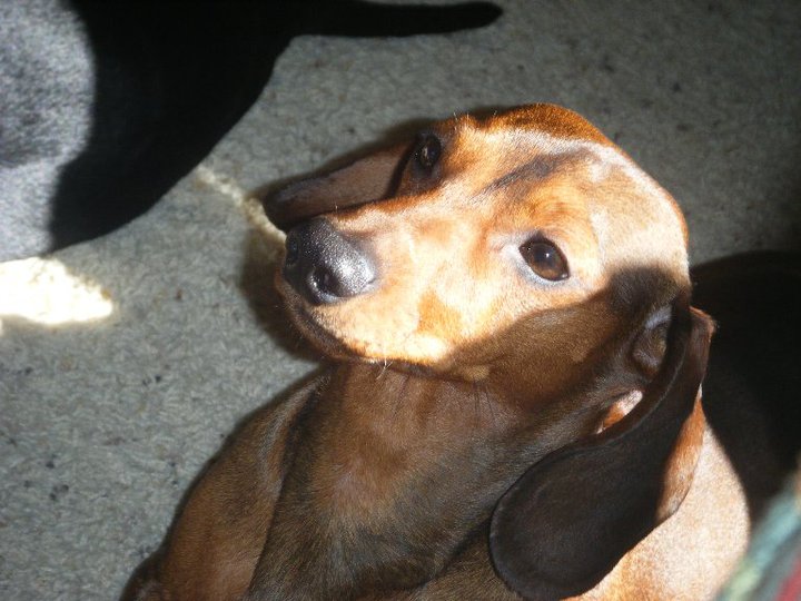 Dog Diggity Dachshunds