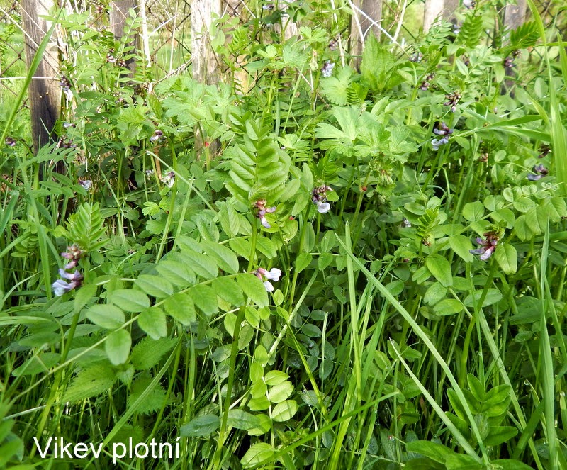 Bylinky ze Salaše: Vikev plotní