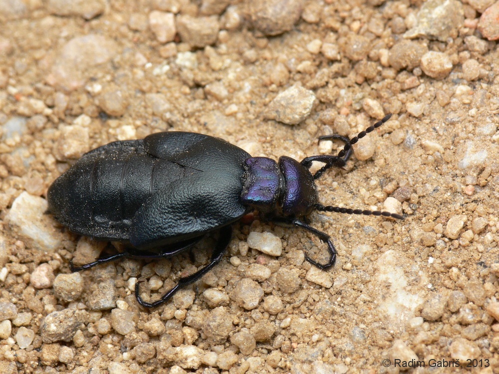 Brouci nejen severní Moravy