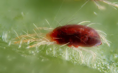 Kreasi Usaha: Hama Tungau Merah Sebagai Organisme Pengganggu Tanaman ...