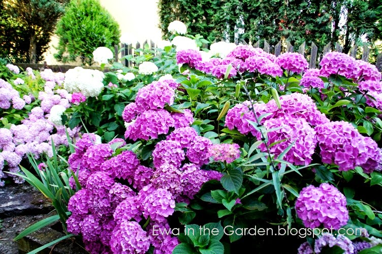 Ewa in the Garden: 16 Photos of the Best Flowering Hydrangeas in Poland