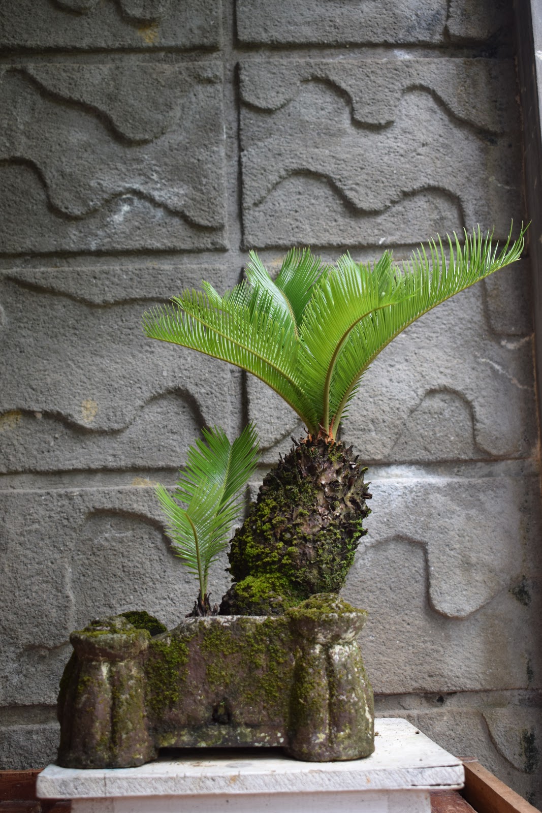 BONSAI ART AND HOME GARDENING