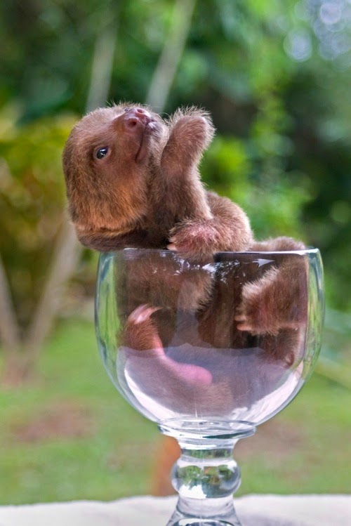 Imagenes de amor: Imagenes tiernas de animalitos