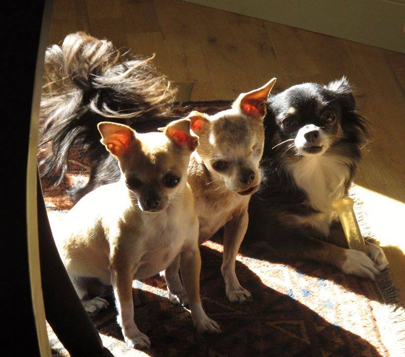 Conoce al pequeño Harley y entérate porque fue premiado como el "Perro ...