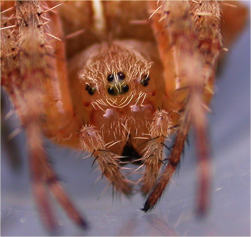 Arachnerds: Garden / Cross Spider - Araneus diadematus