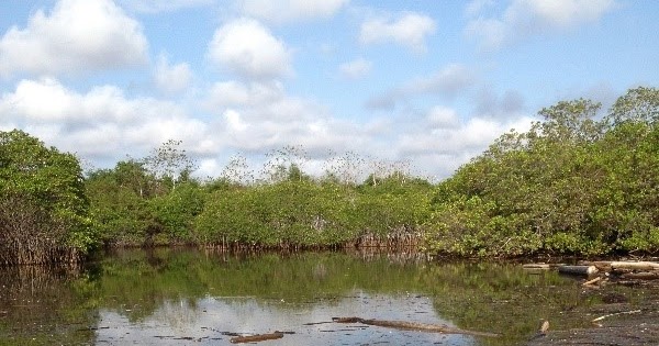Los manglares de Panamá