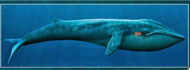 STEMANIKA: Paus Biru - Hewan Terbesar di Dunia Yang Masih Hidup