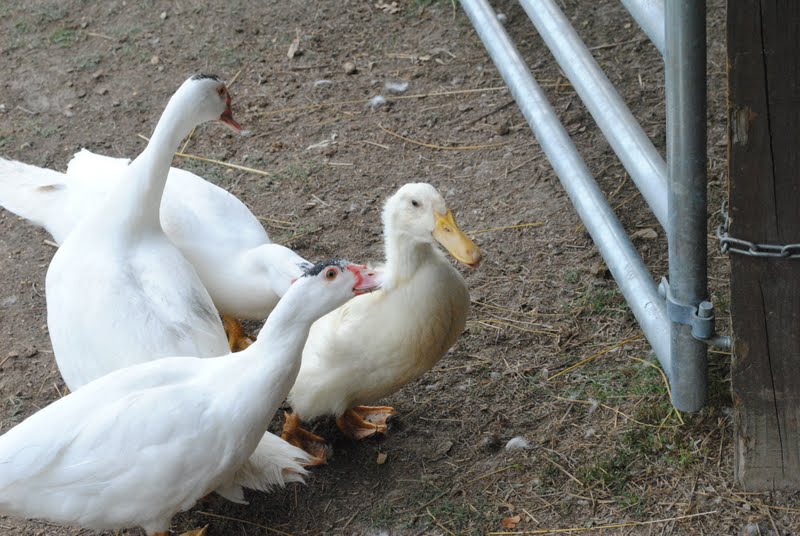 Adventures on Zephyr Hill Farm: Ping Joins the Big Ducks