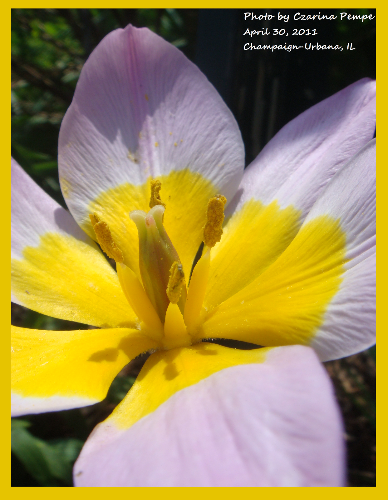 The Adventures of Captain Z: The DZ Origin Story