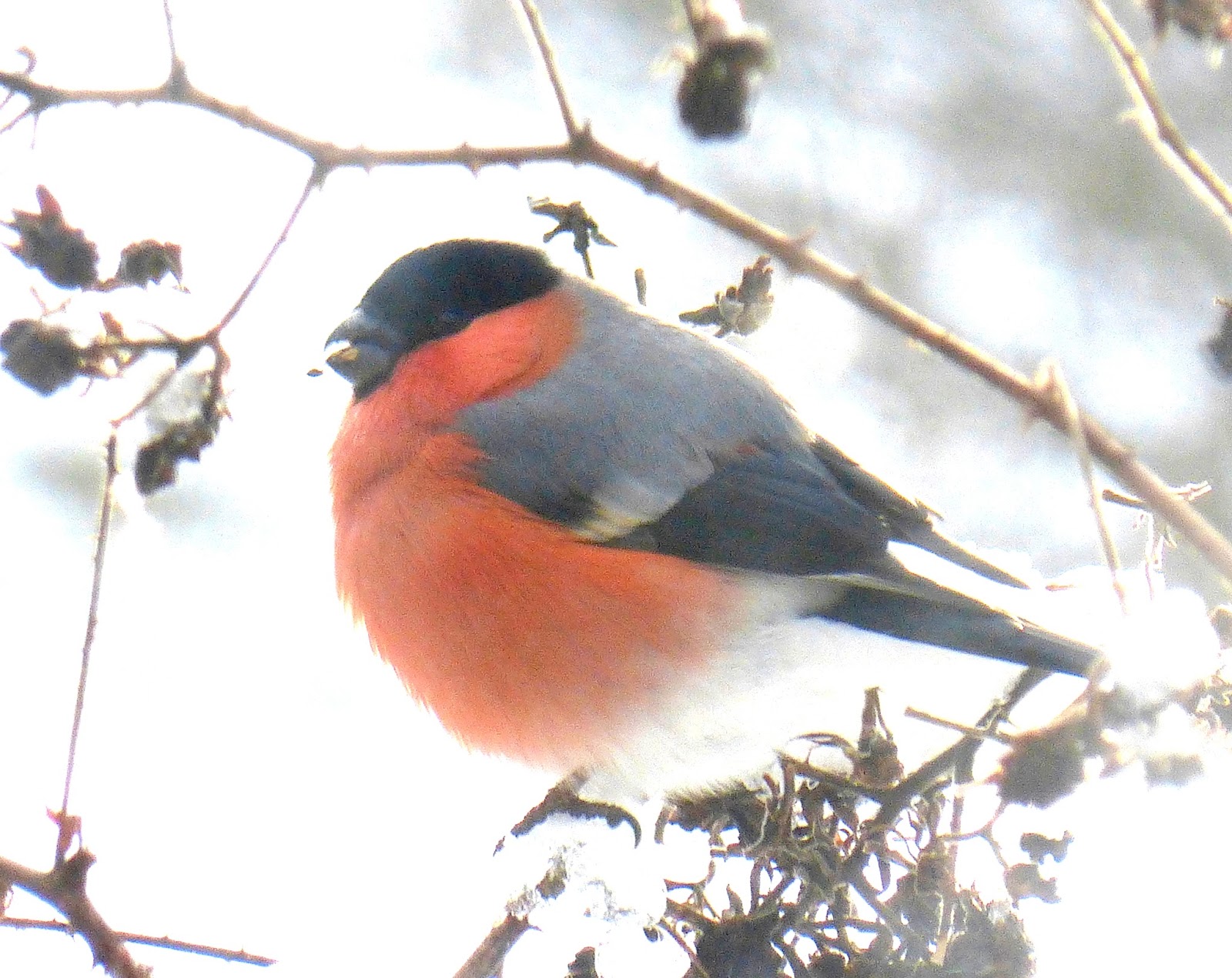 Ceredigion Birds: SOME GOOD BIRD NEWS