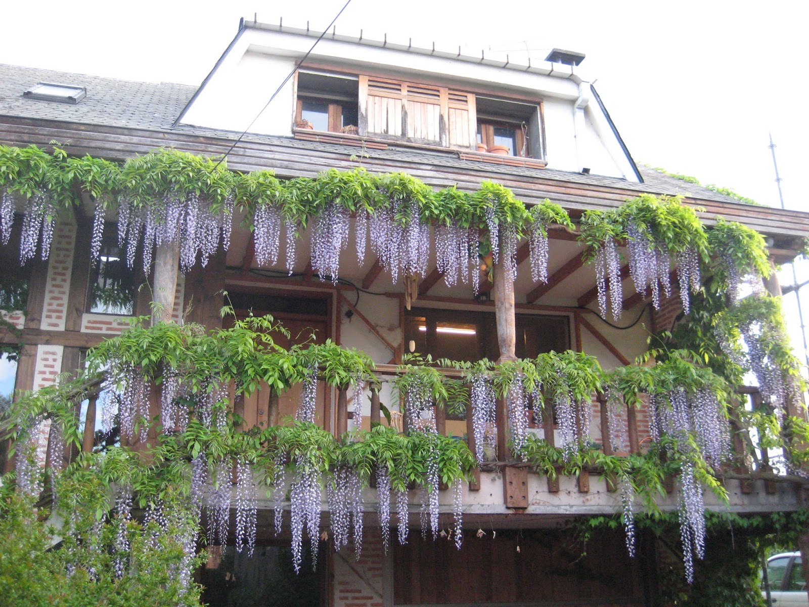 Donde quede alguna flor: GLICINIA (WISTERIA SINENSIS)