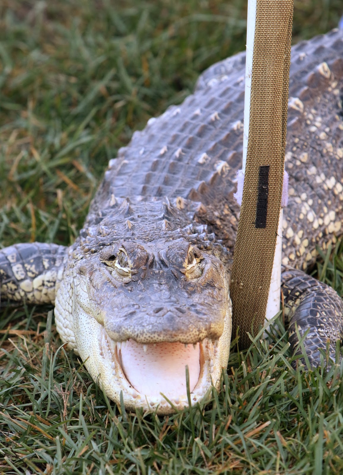 Mark Kodiak Ukena: Croctoberfest at the Wildlife Discovery Center
