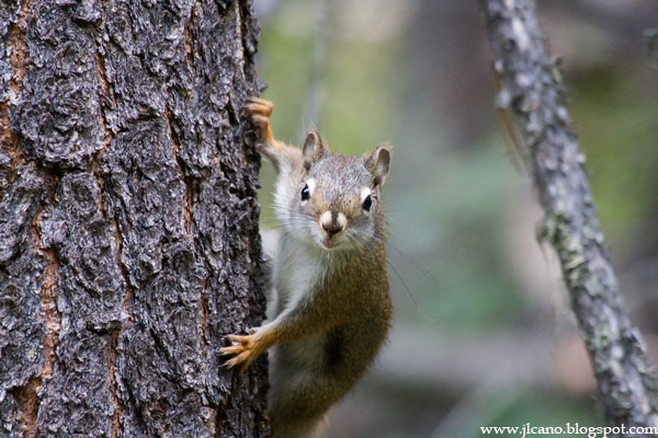 Fauna of Taiga ~ Jungle World