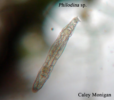 Skittle Safari Botany: November 2012