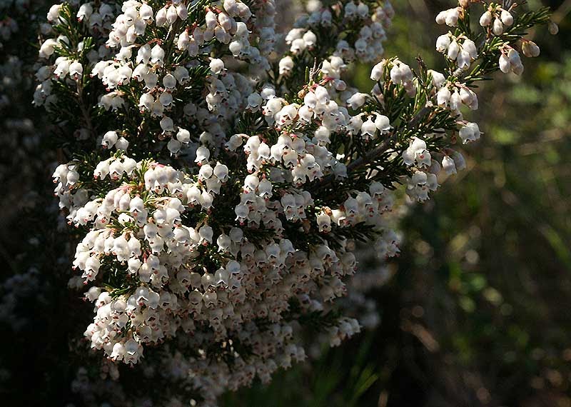 Flora Attica: Erica arborea ρείκι