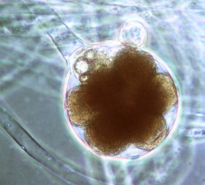 Ciri - Ciri Protista Mirip Jamur - BELAJAR BIOLOGI BERSAMA