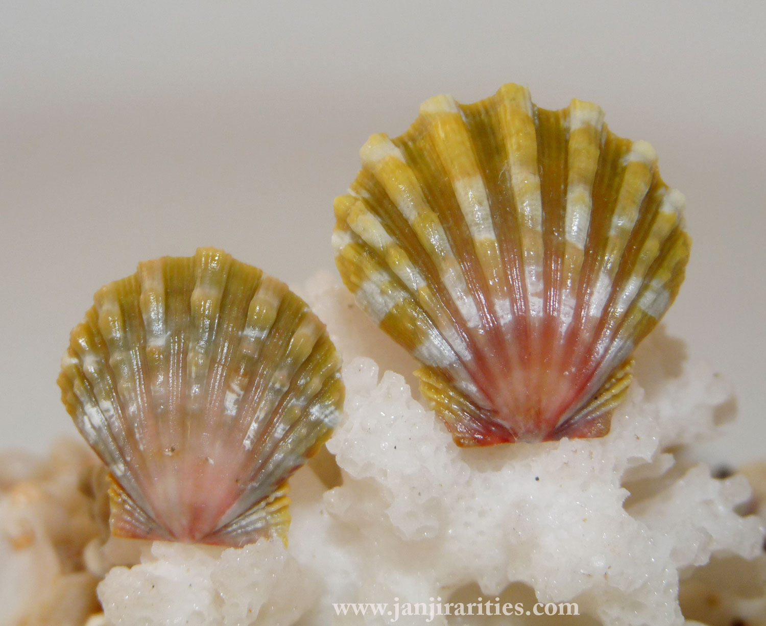 Kahelelani & Sunrise shell jewelry by.... Janjira: Hawaiian Sunrise ...