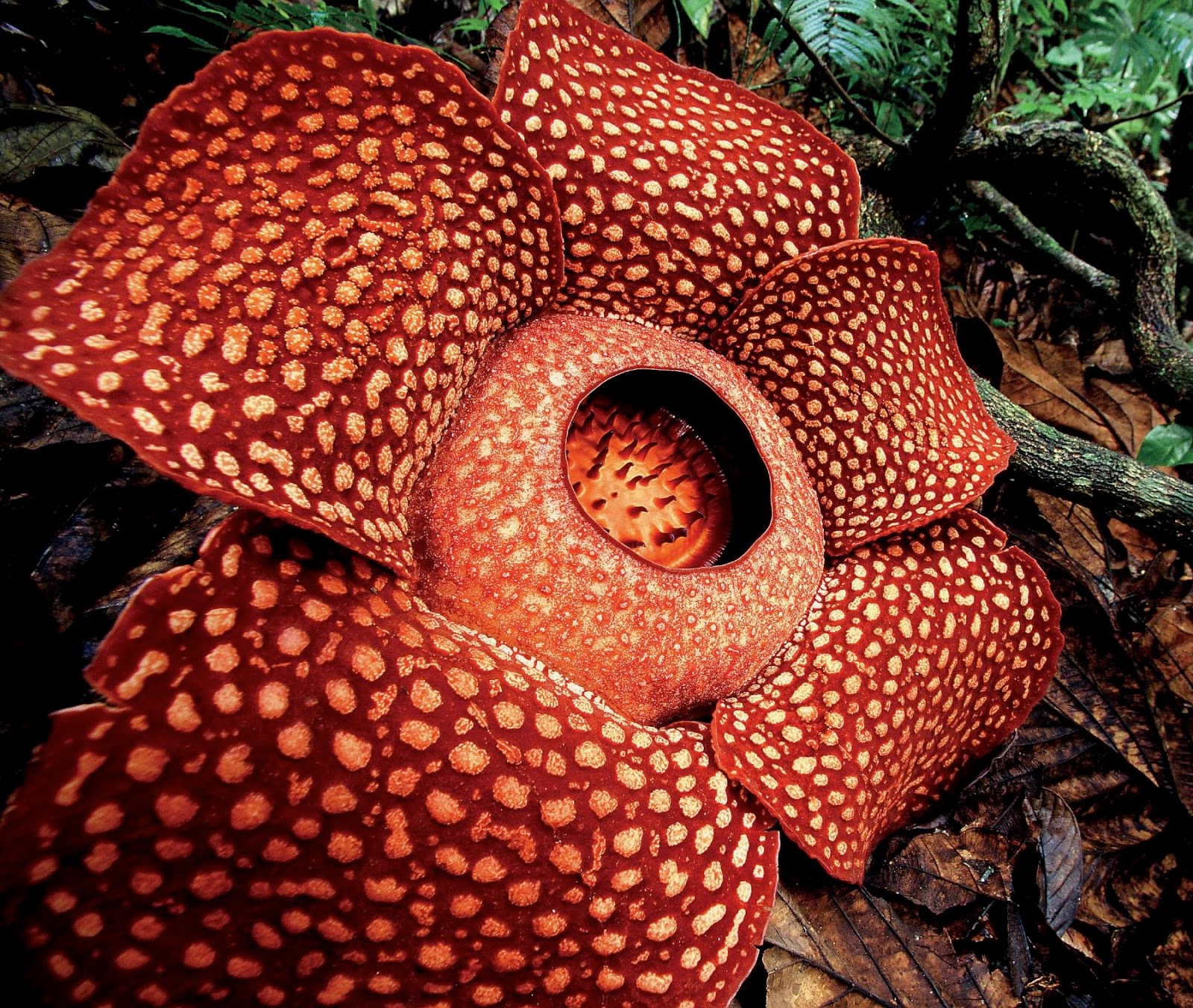 RAFFLESIA ARNOLDII FLOWER photos - wallpapers | the fun bank