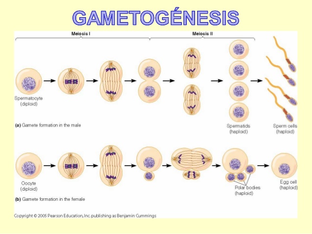 Embriología Primer semestre: Capítulo 2: GAMETOGÉNESIS