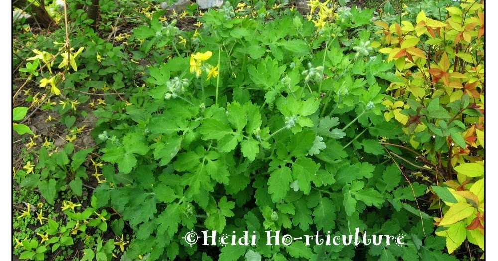 Heidi Horticulture: Stylophorum diphyllum AKA Wood Poppy