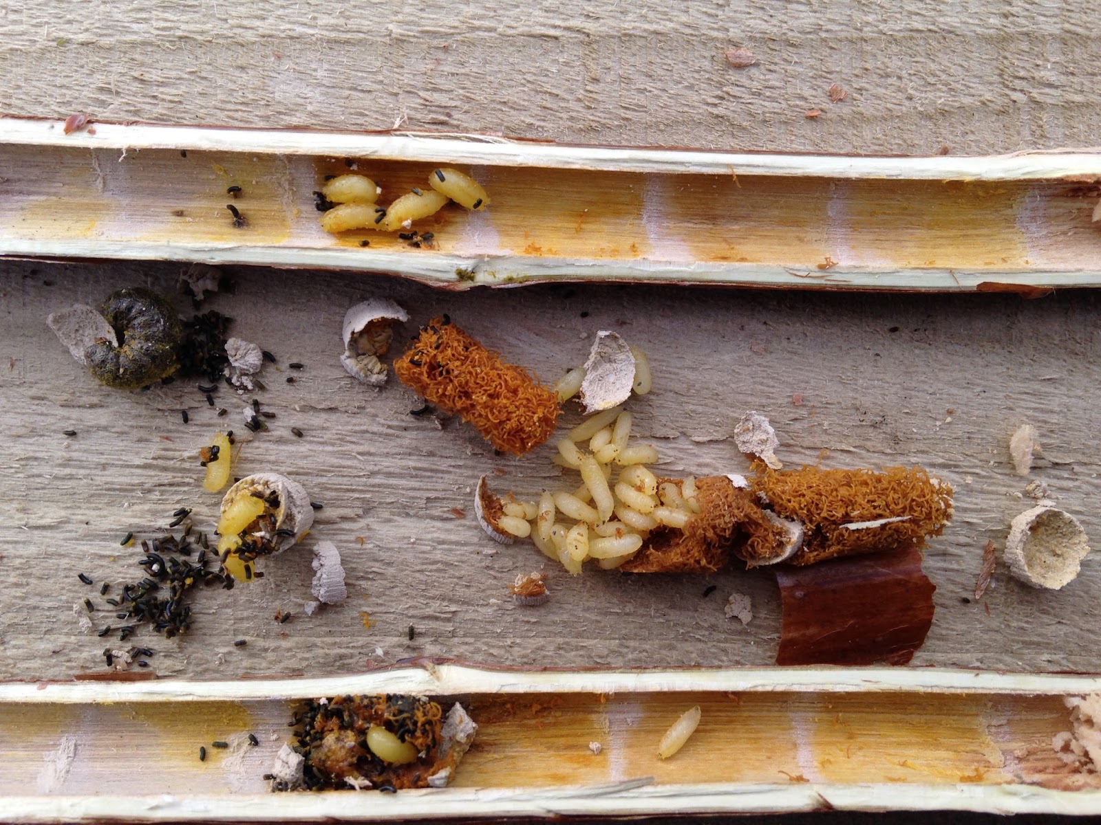 TrogTrogBlog: Red mason bee report