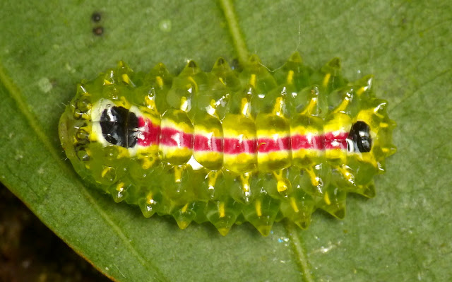 A JOIA DA NATUREZA - ACRAGA COA