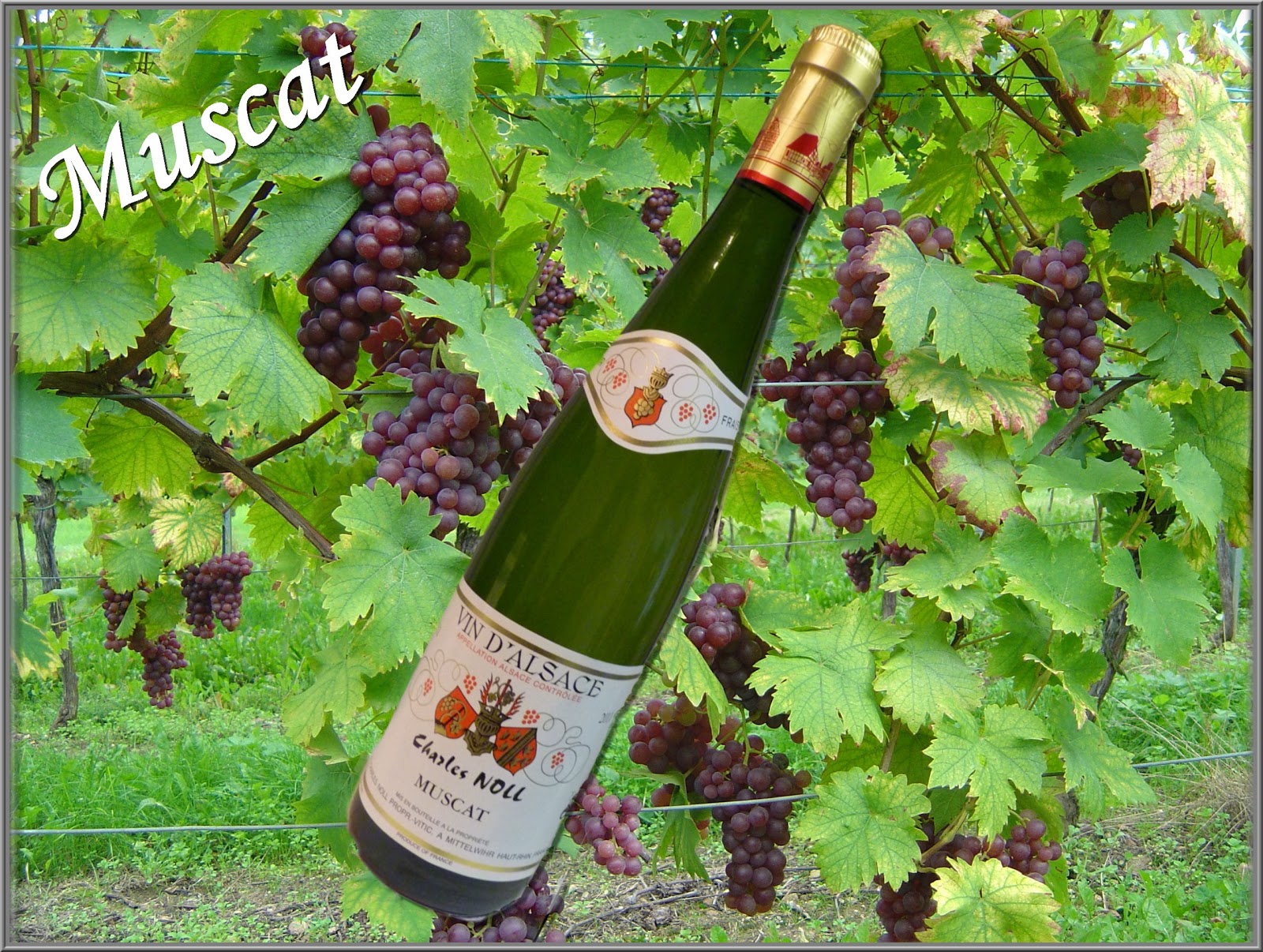VINS D'ALSACE 68630 MITTELWIHR NOLL CHARLES: Muscat d'Alsace