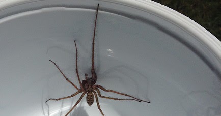 Rusty Ring: WW: Hallowe'en spider