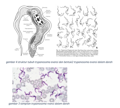 alit budiartawan vet: Penyakit surra atau trypanosomiasis