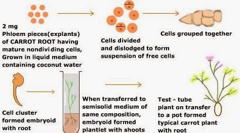 Cellular Totipotency - Botany | Biology Class 11