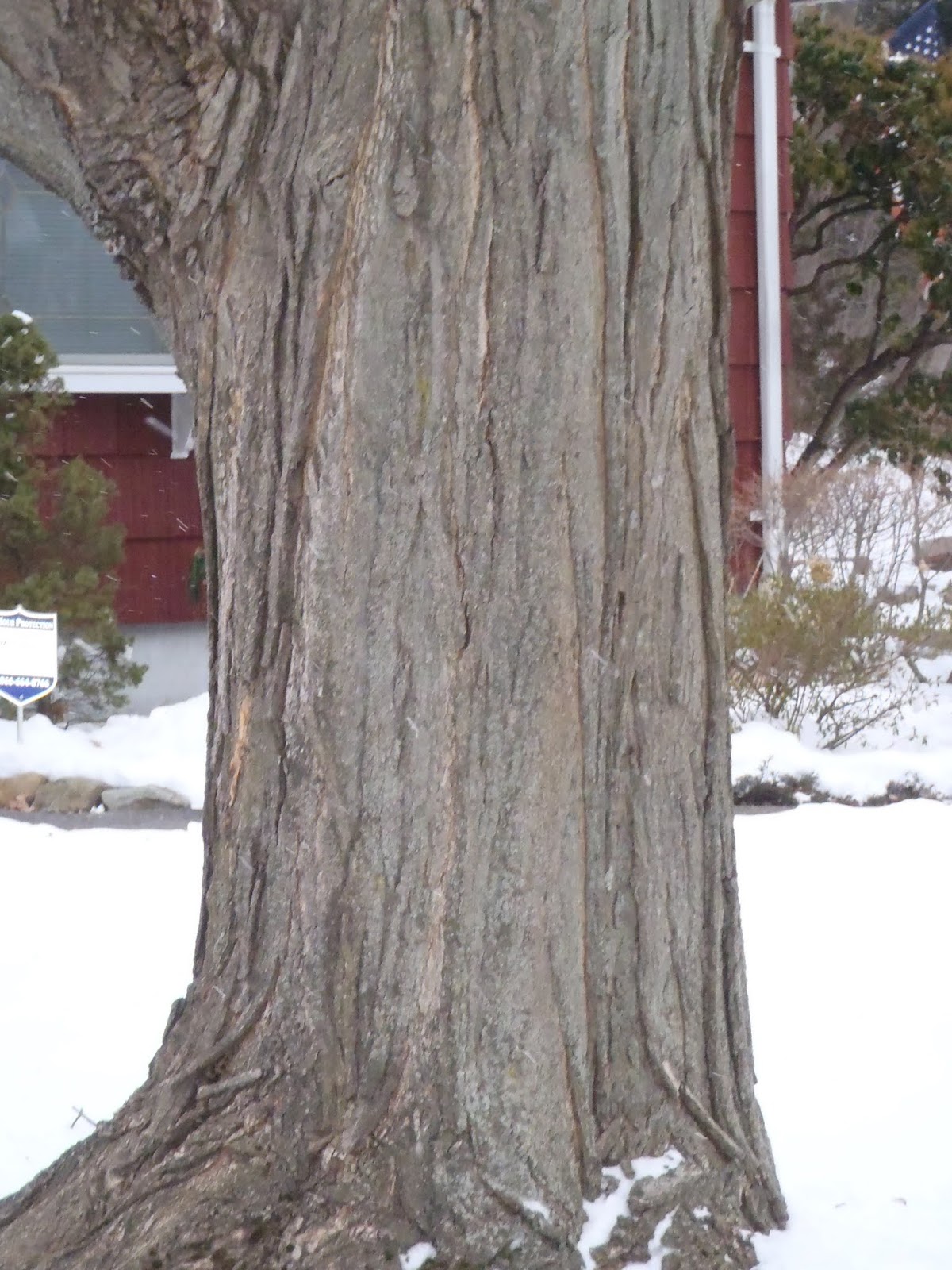 Out of the Box: an invitation into nature: Eight (or so) Trees You Can ...