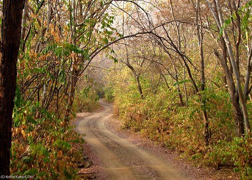 Katapady - JungleKey.in Image