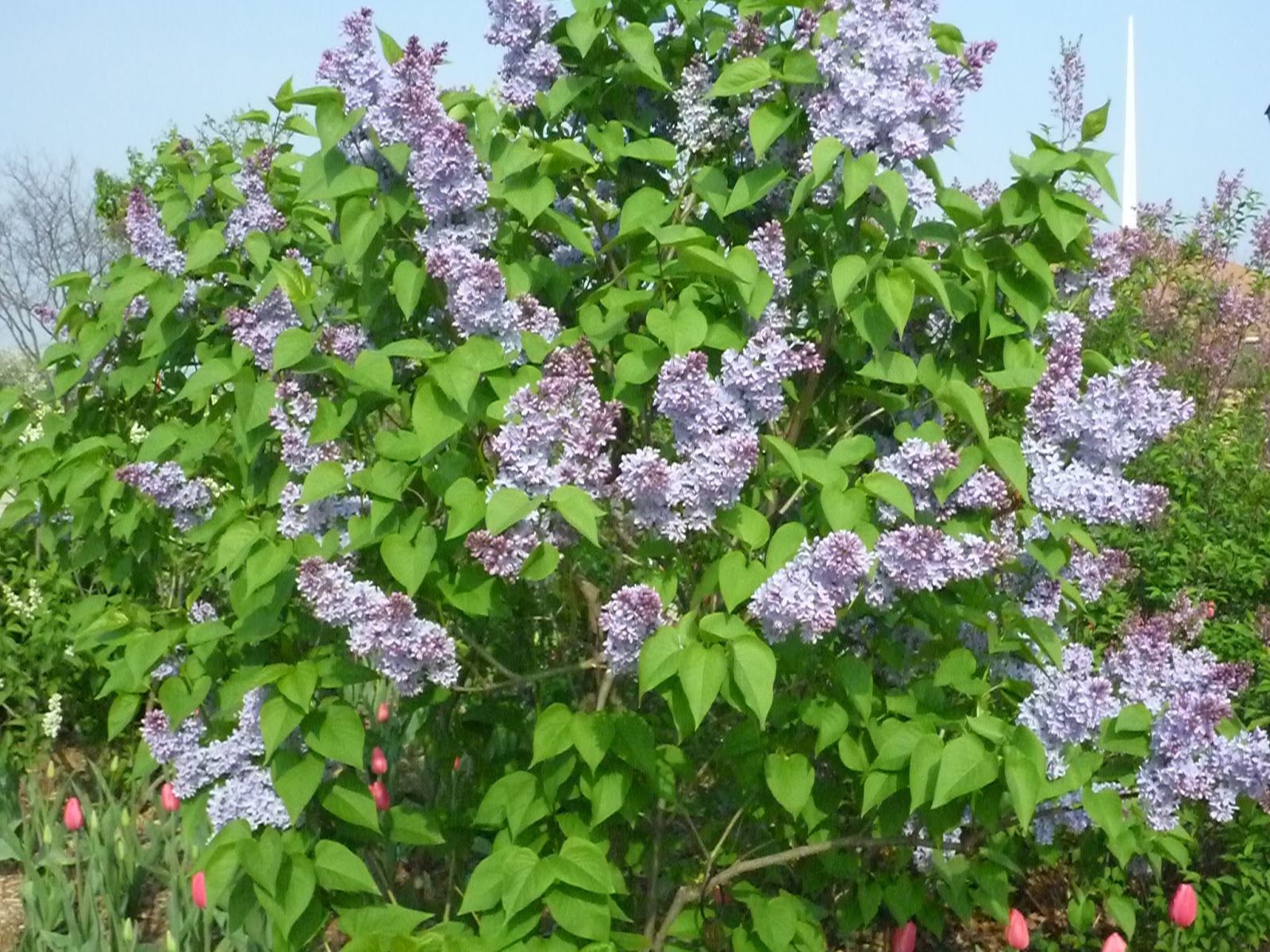 From Scratch: Lilacs Lilacs Lilacs