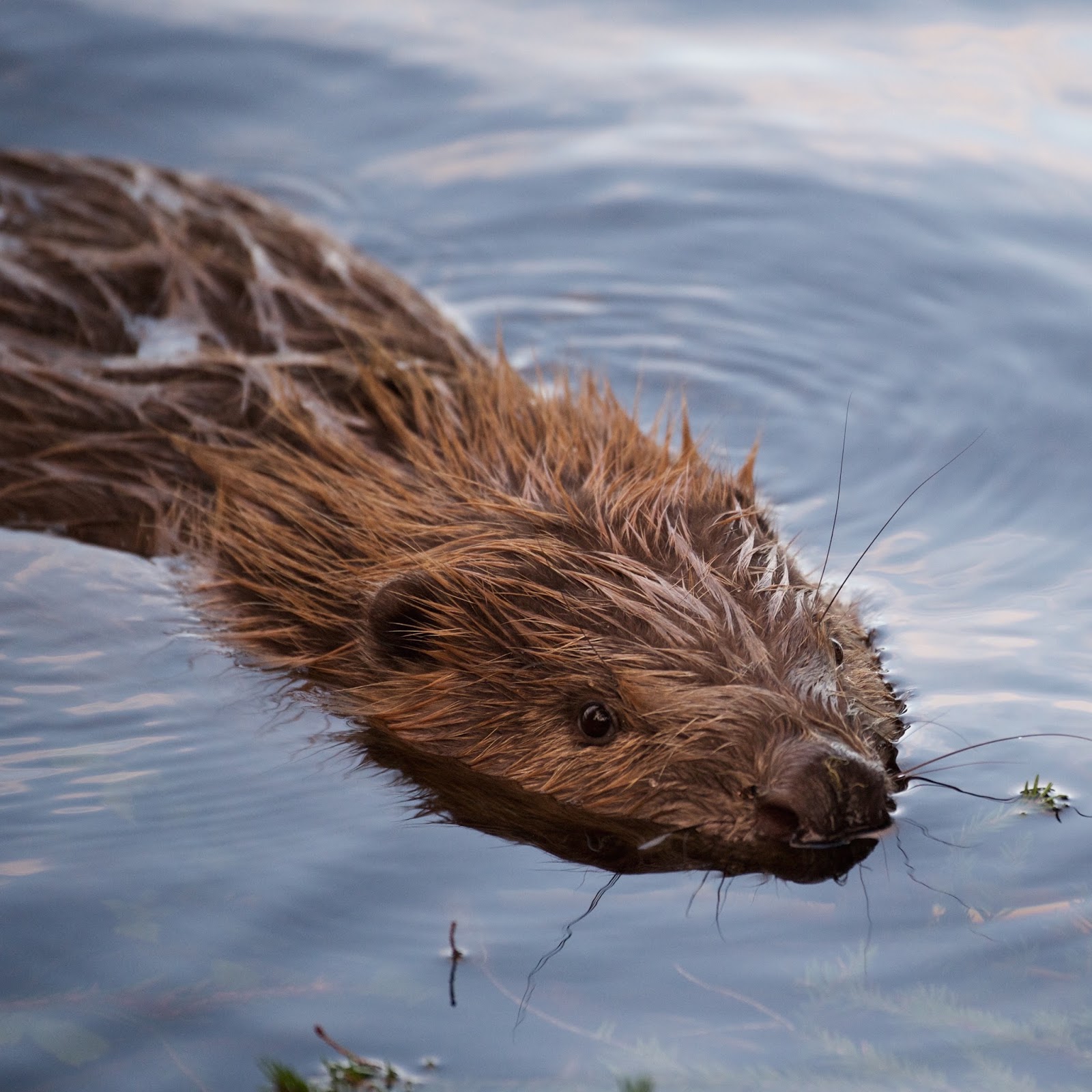 Naturfoto Einar Hugnes: Nye bever-møter ved Baklidammen