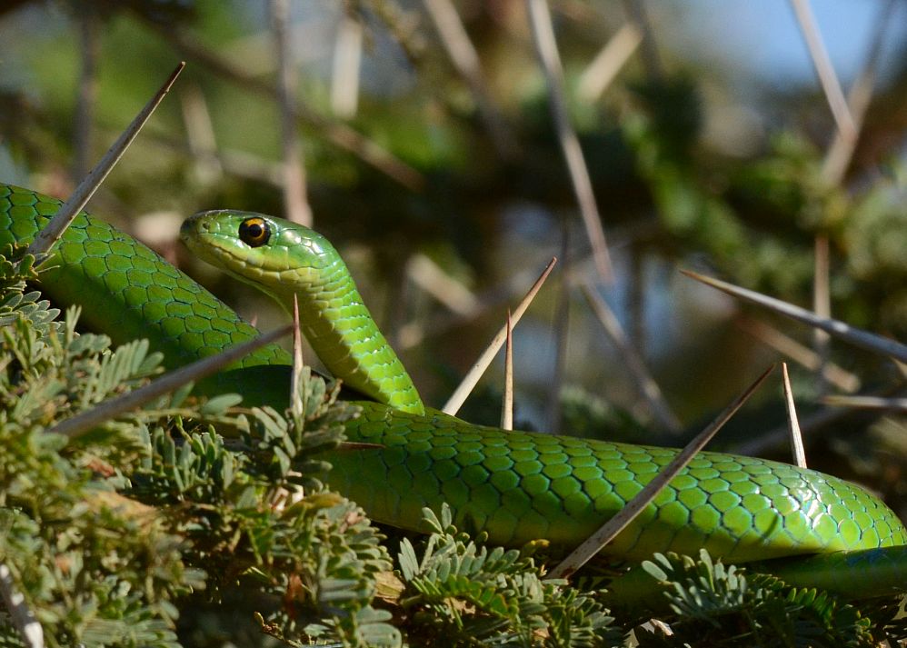 Elsen Karstad's 'Pic-A-Day Kenya': Battersby's Green Snake, Amboseli Kenya