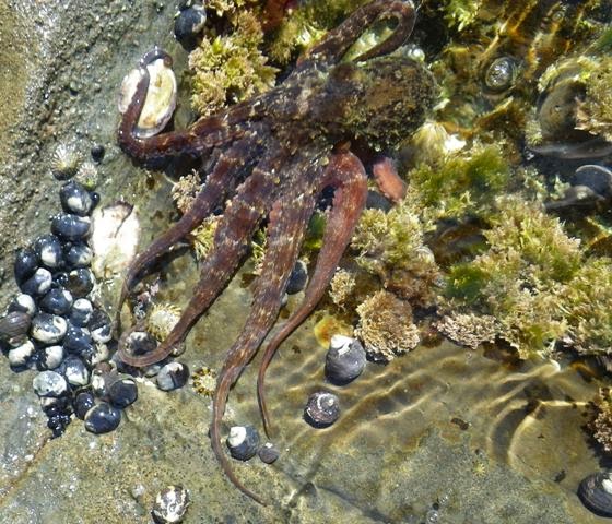 Cate Ellink: Wildlife Wednesday - octopus and rockpools