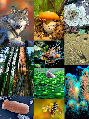 O TAPETE COLORIDO: DIA INTERNACIONAL DA DIVERSIDADE BIOLÓGICA - 22 DE MAIO