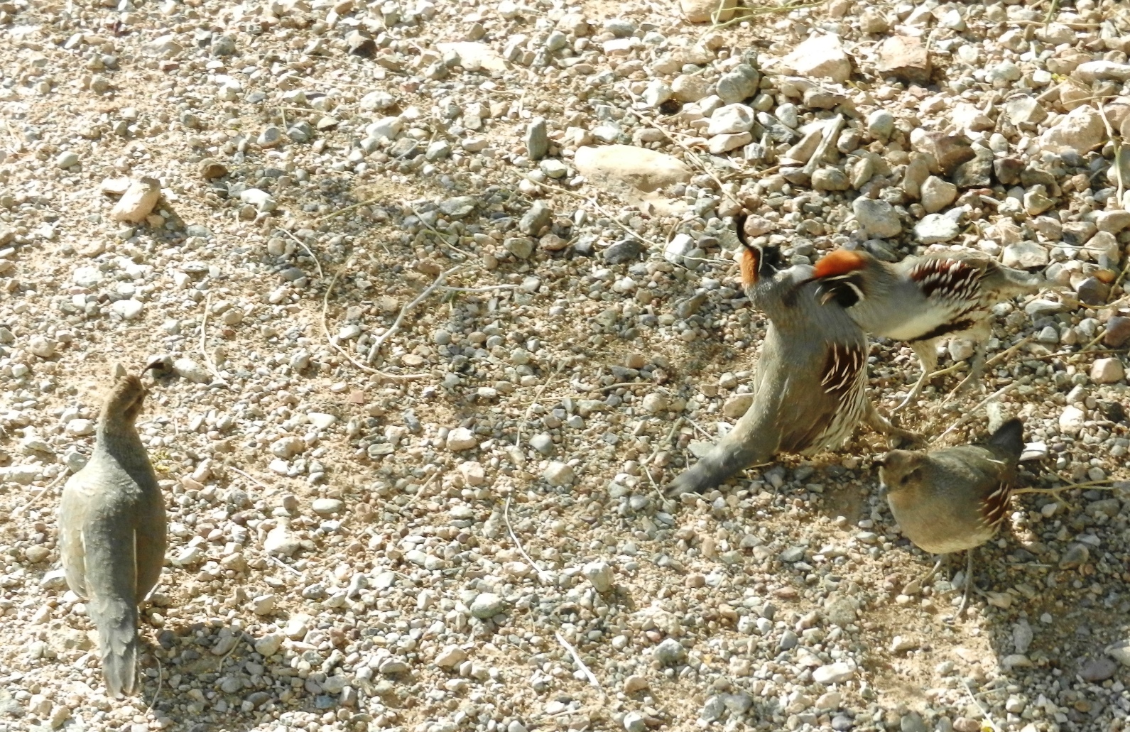 Me and My Dog ...and My RV: Goodbye Quartzsite, and miscellaneous photos