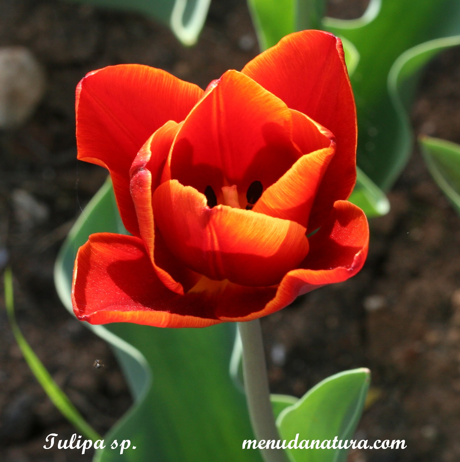 El Jardí de Menuda Natura: Tulipa
