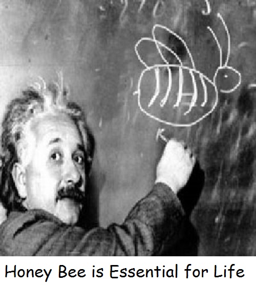 According to Albert Einstein Honey BEE is Essential For Human Life ...