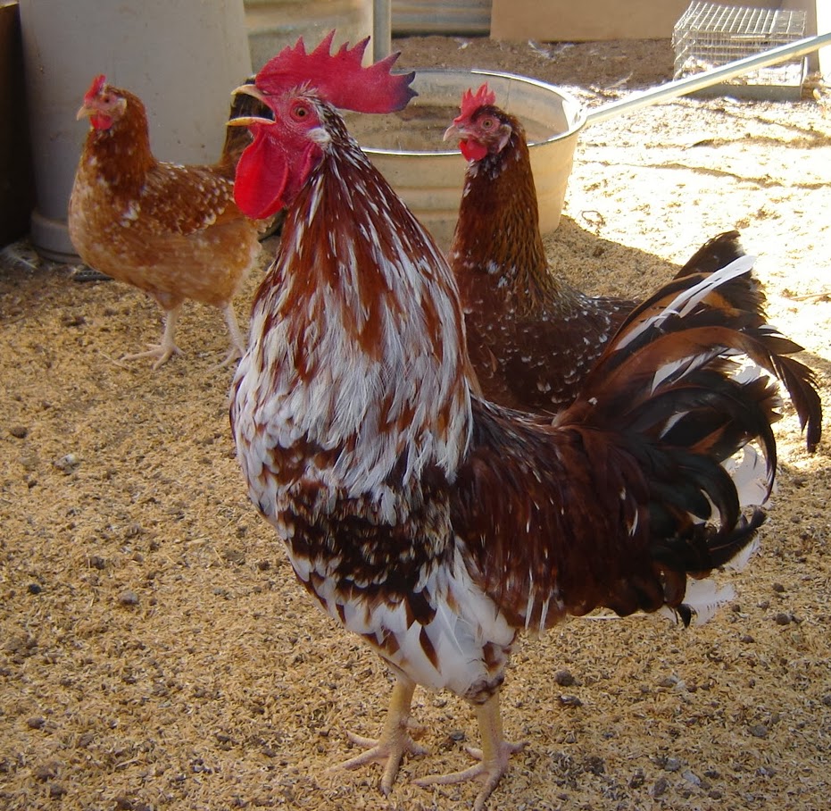 Aloha Chickens: A Very Tough Summer For Humans (And Chickens)