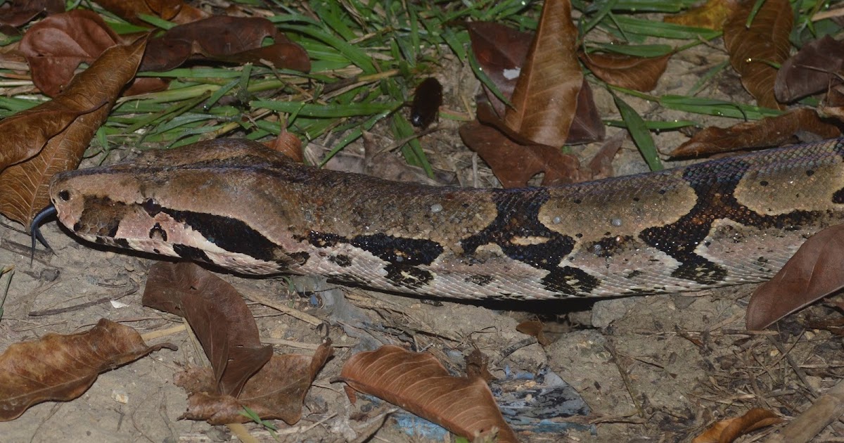 Man Eating Super Snake Animal Planet