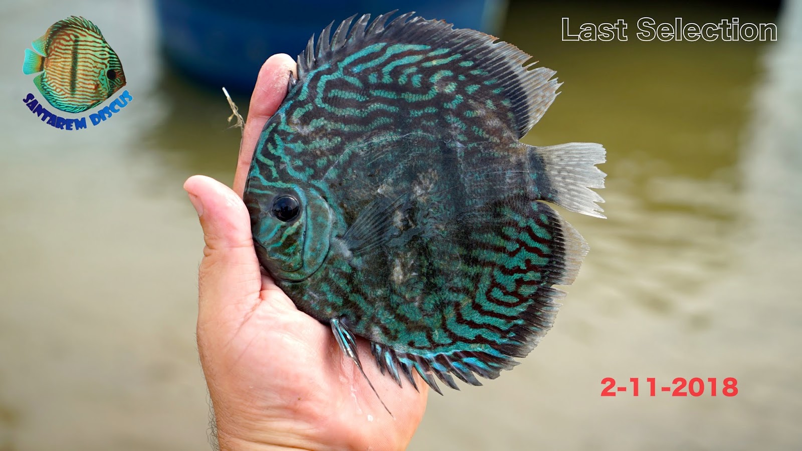Discus Since 1987 : Wild Discus Selection
