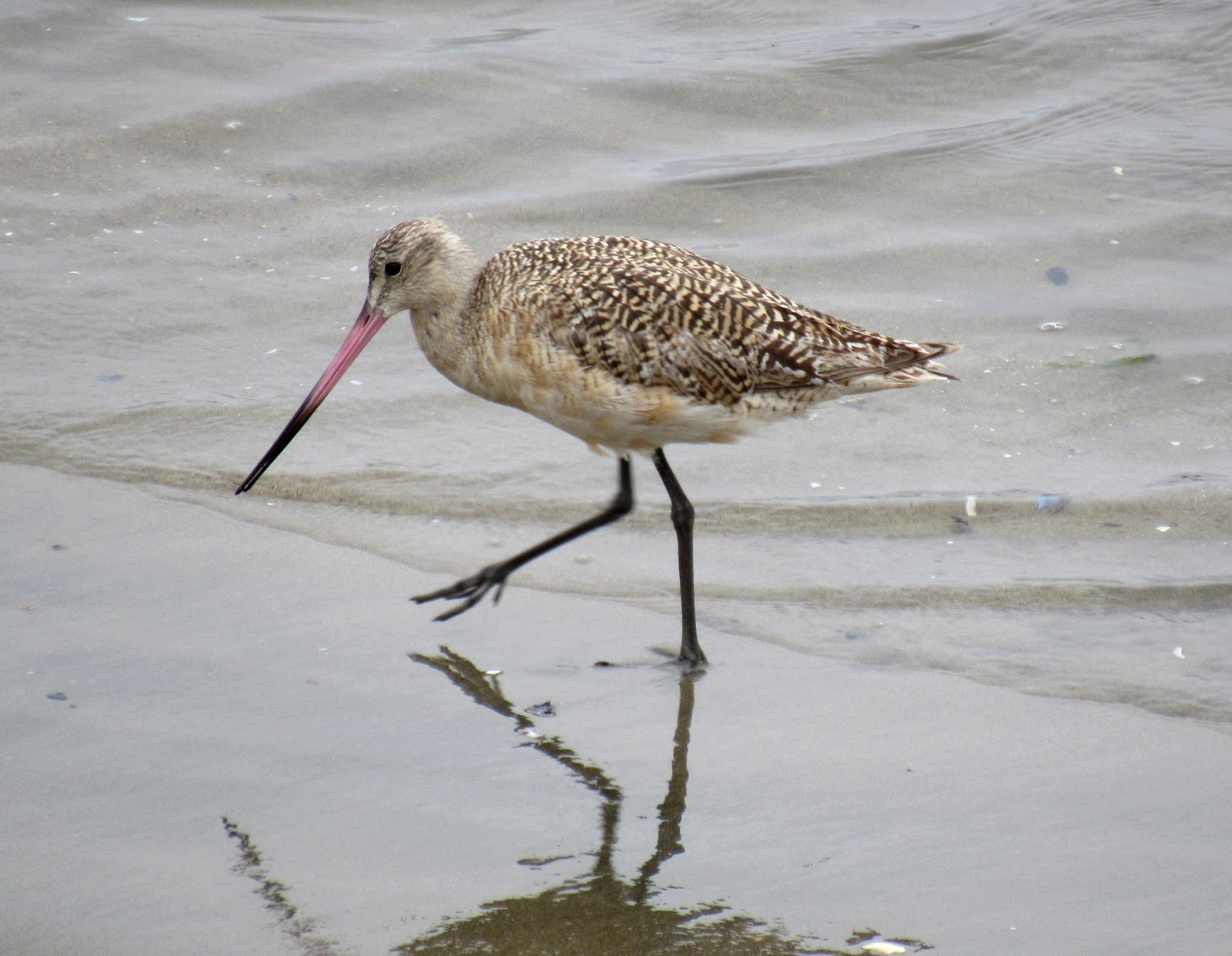 A Shorebird Primer: Godwits, Curlews, Willets and Whimbrels