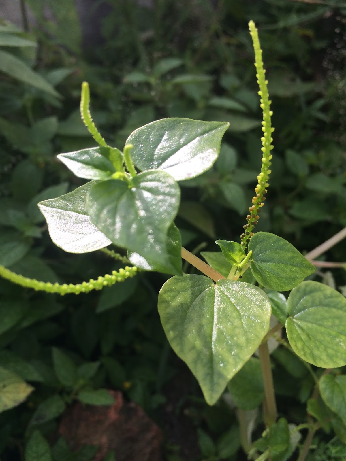 Manfaat Tanaman Muluk-Muluk (Bali)-Cekro-Ketumpang Air-Mengobati Ngilu ...